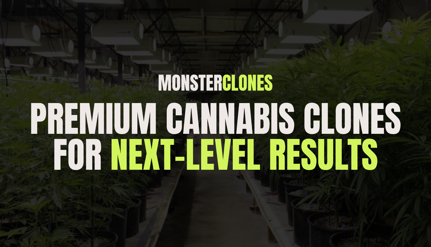 Monster Clones – Premium Cannabis Clones for Next-Level Results